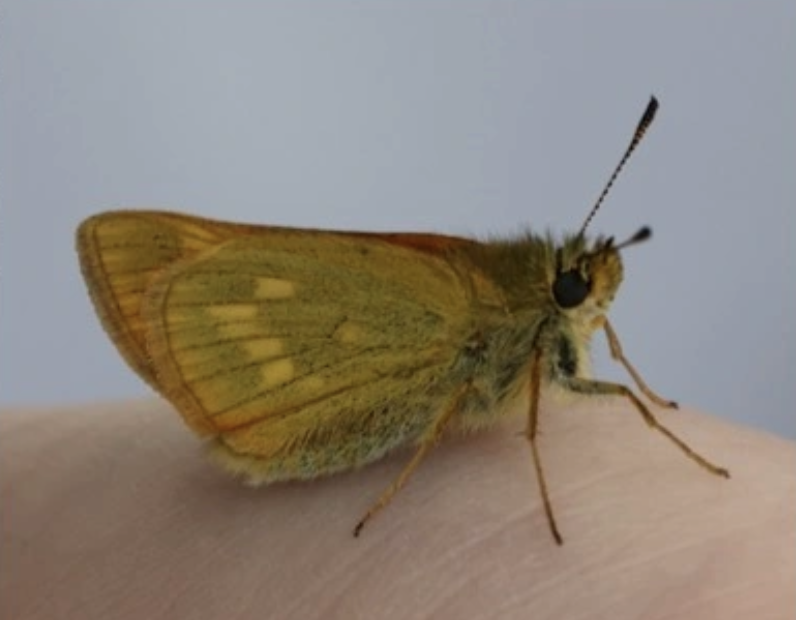 Churchyard Biodiversity – caruconwy.com